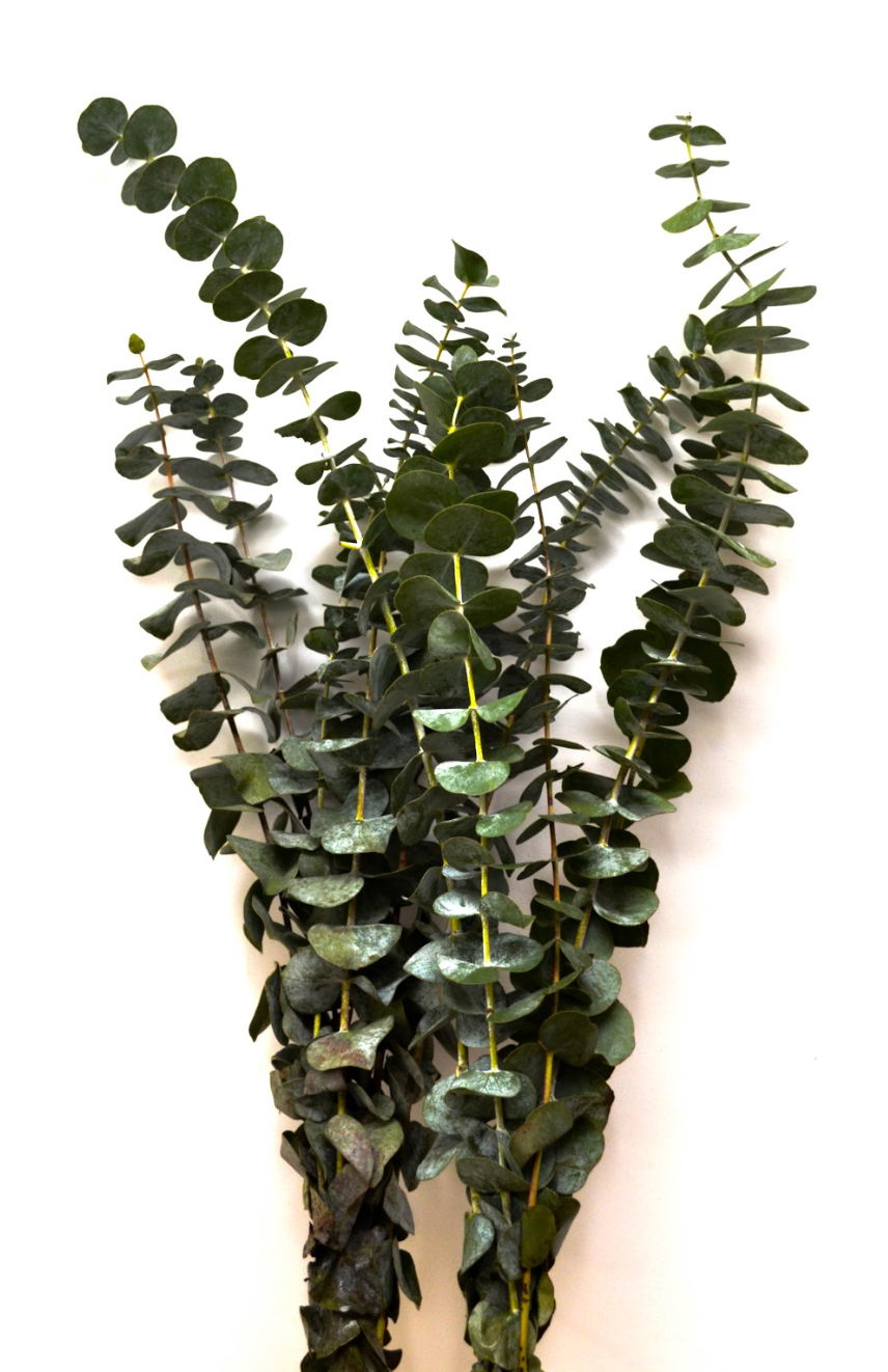 Eucalyptus Stems – Bloor Village Flowers
