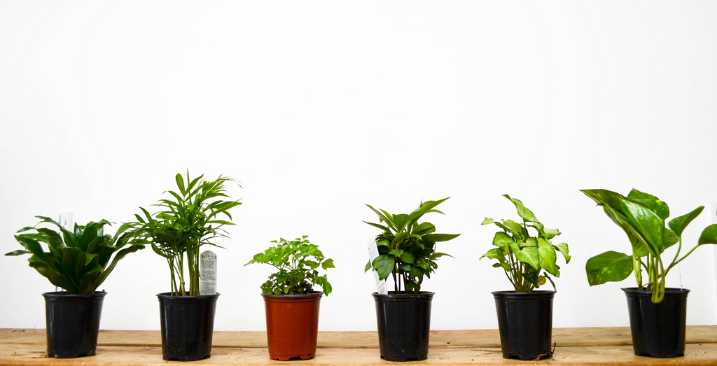 P27: Plant Bundle for Beginners (Designer's Choice) – Bloor Village Flowers