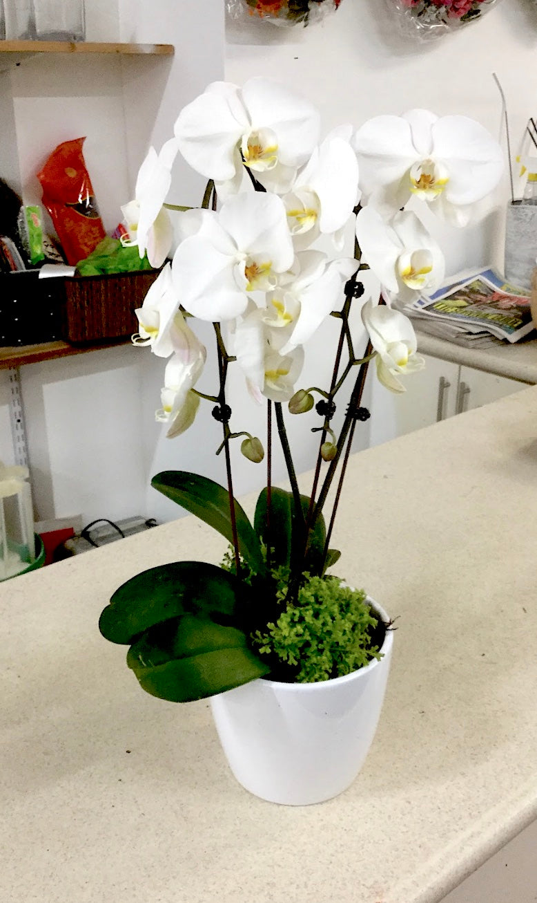 FF4: PEARL WHITE – Bloor Village Flowers